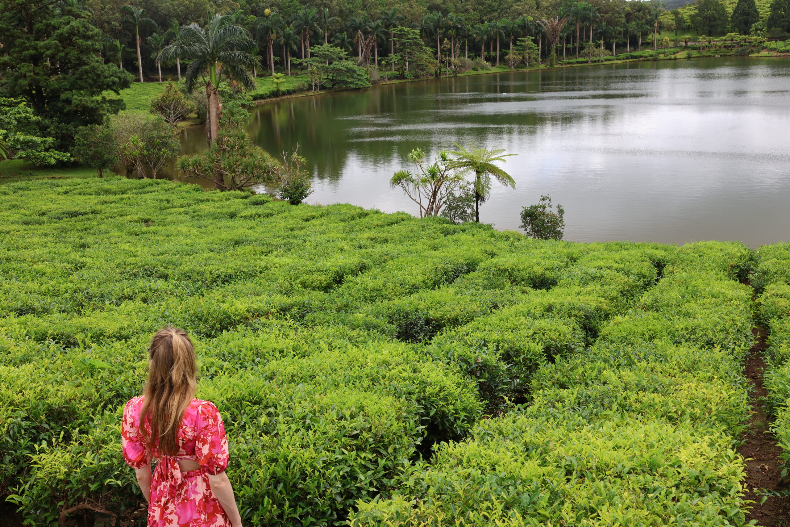 Visiting Bois Cheri Tea Factory - The Girl On The Move