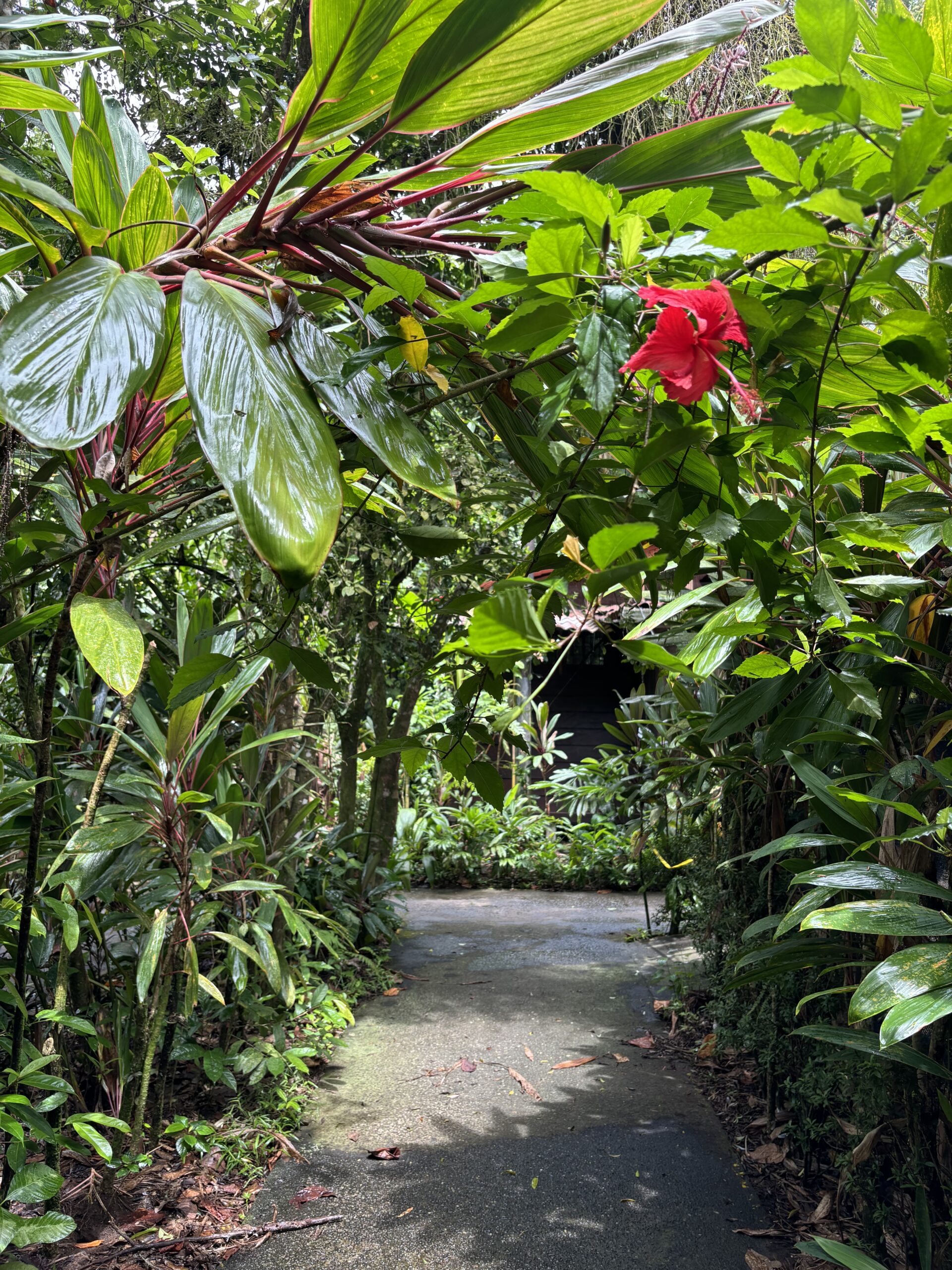 Tortuguero Jungle Walk | Our Experience and What to Expect - The Girl ...